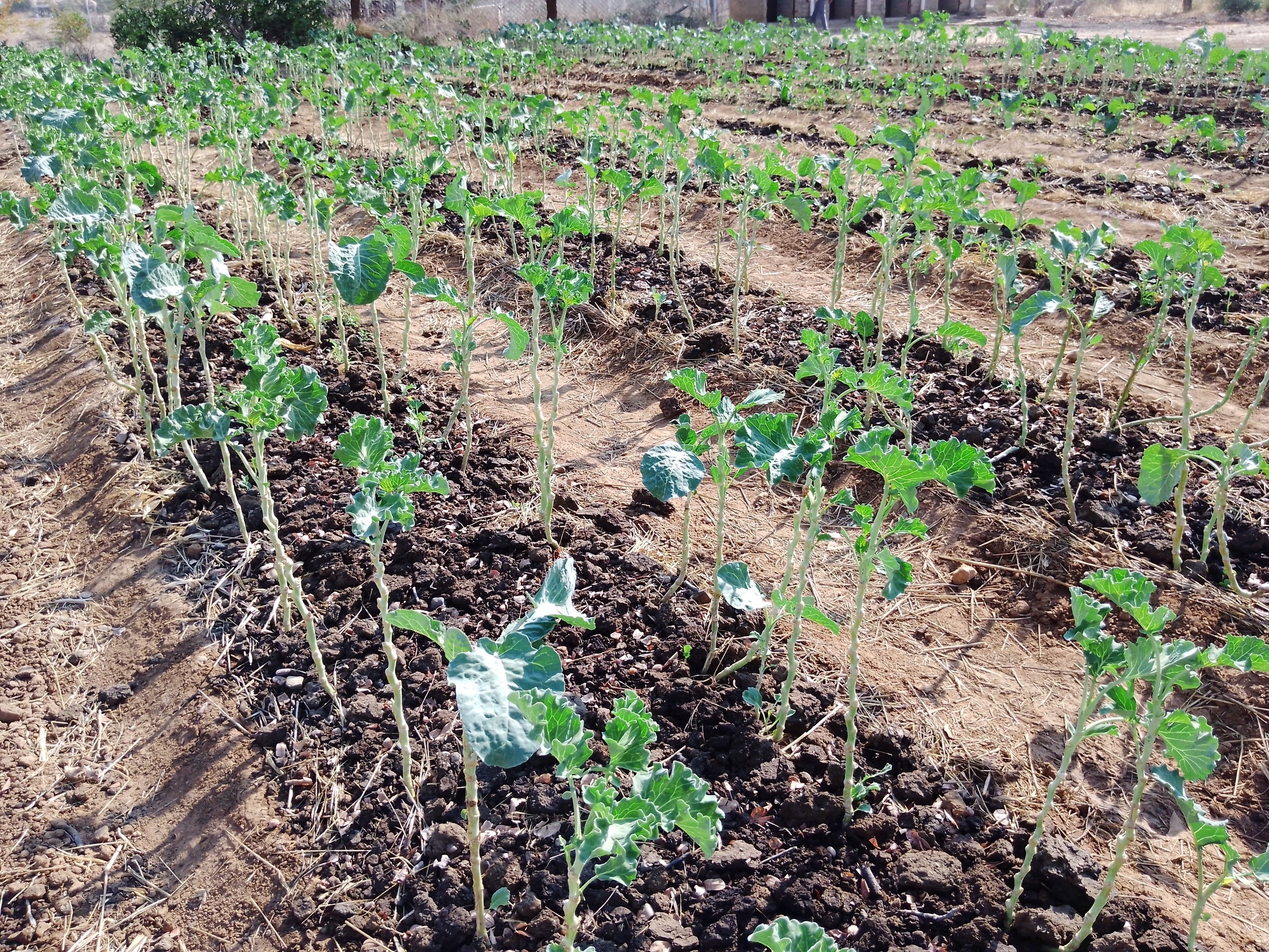St. Mark’s mission in Binga turns bare ground into productive land to ...
